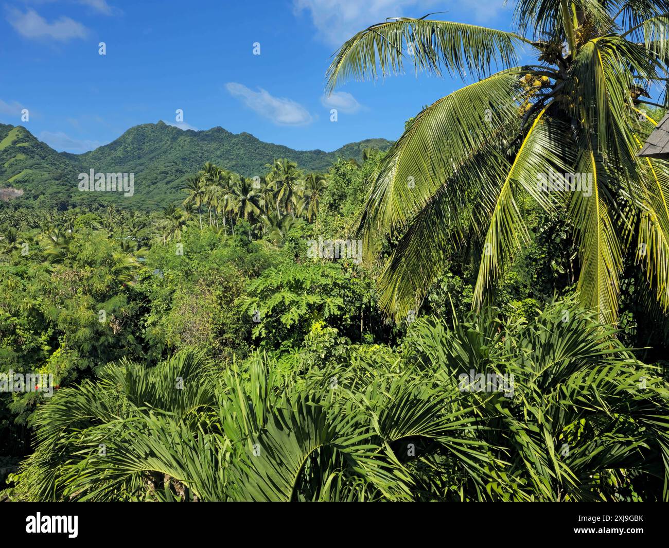 Rainforest, Rarotonga, Cook Islands, South Pacific, Pacific Copyright ...