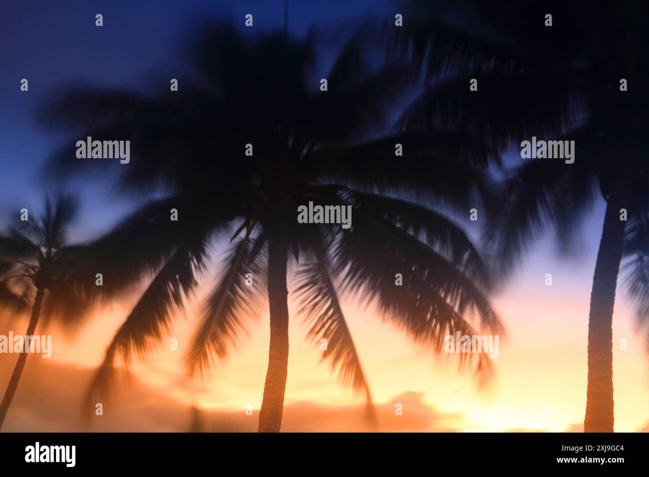 Sunset and palm trees, Edgewater Resort, Rarotonga, Cook Islands, South ...
