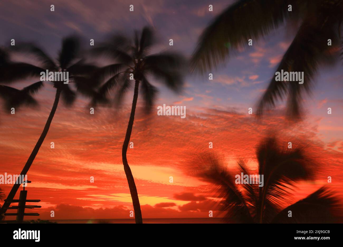 Palm trees and sunset, Edgewater Resort, Rarotonga, Cook Islands, South ...