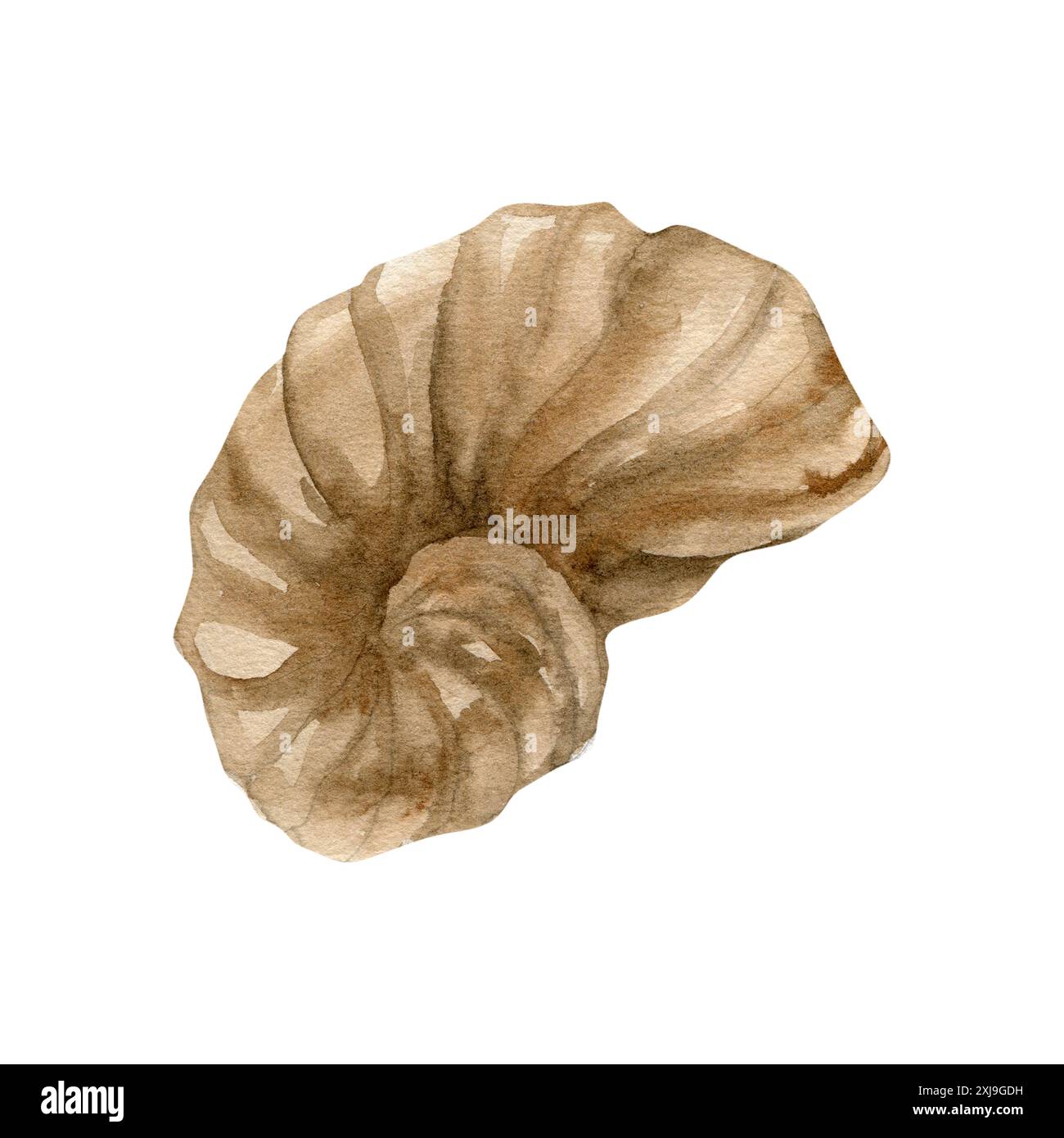 Watercolor monochrome beige sea shell illustration. Hand drawn nautical ...