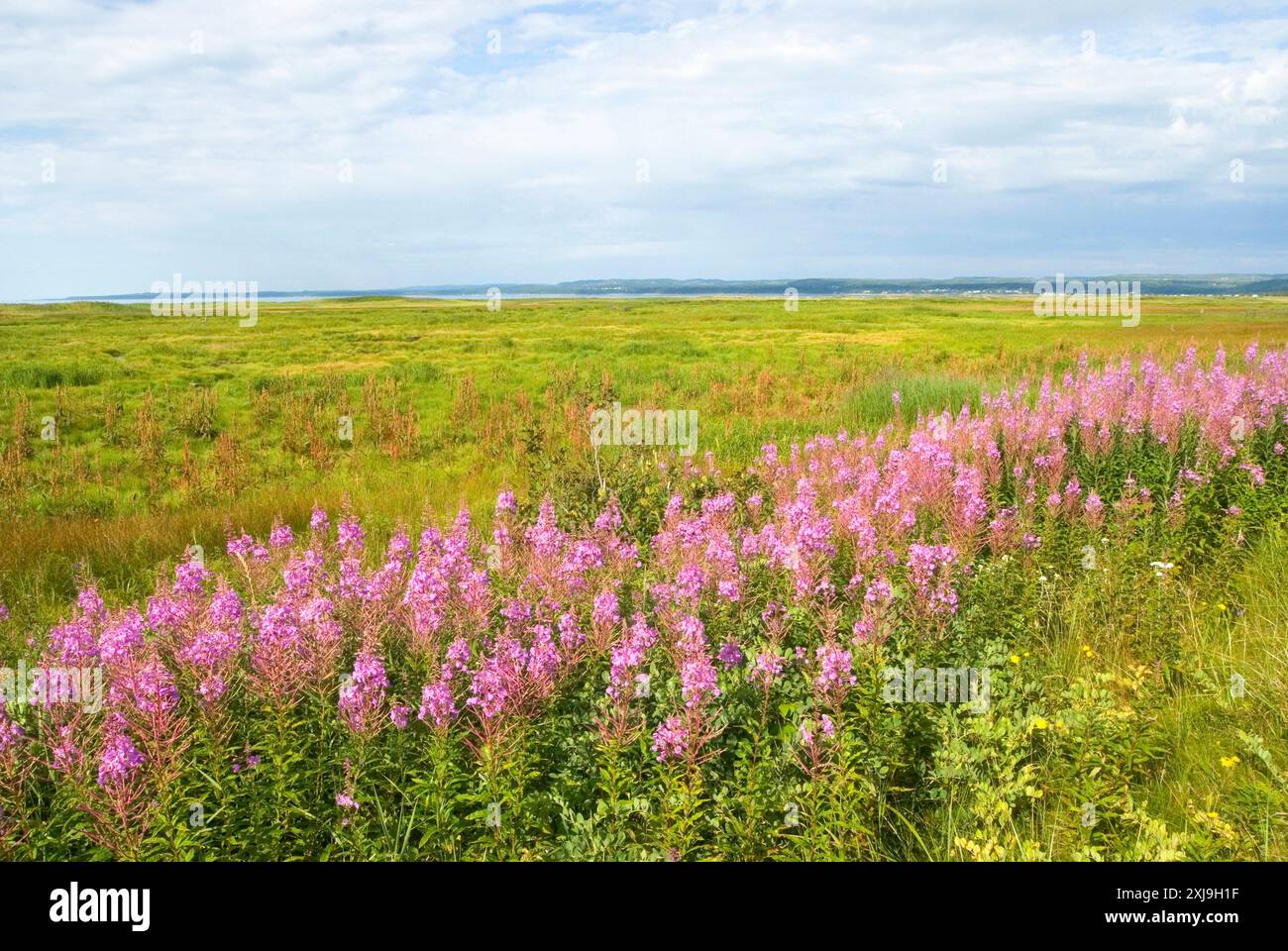 Willowherb fireweed on the Saint-Lawrence River bank, Cote-Nord region ...