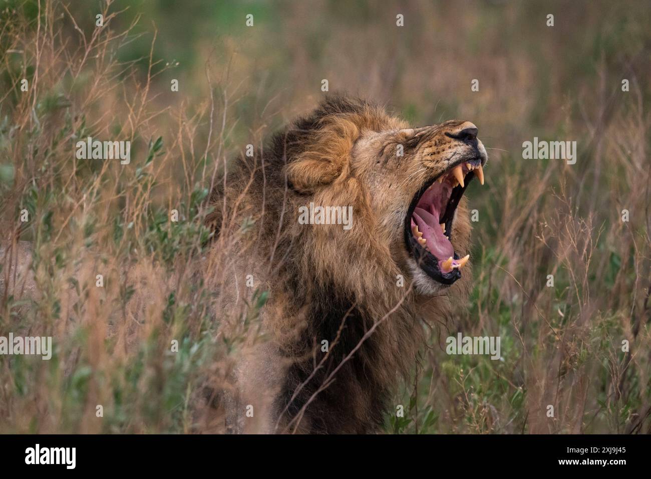 Lion Panthera leo flehming, Savuti, Chobe National Park, Botswana ...