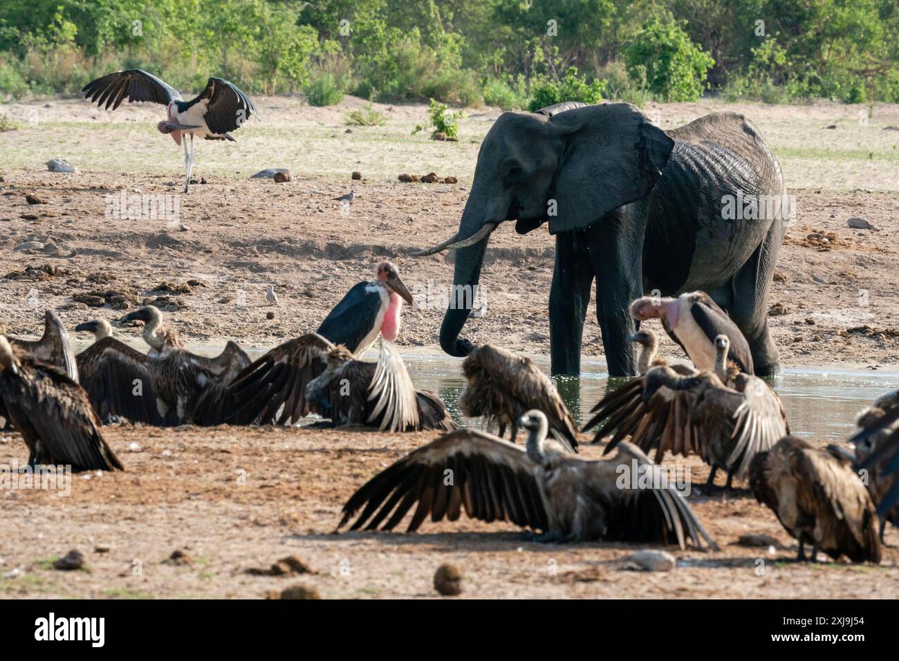 White-backed vultures Gyps africanus and a skinny African elephant ...