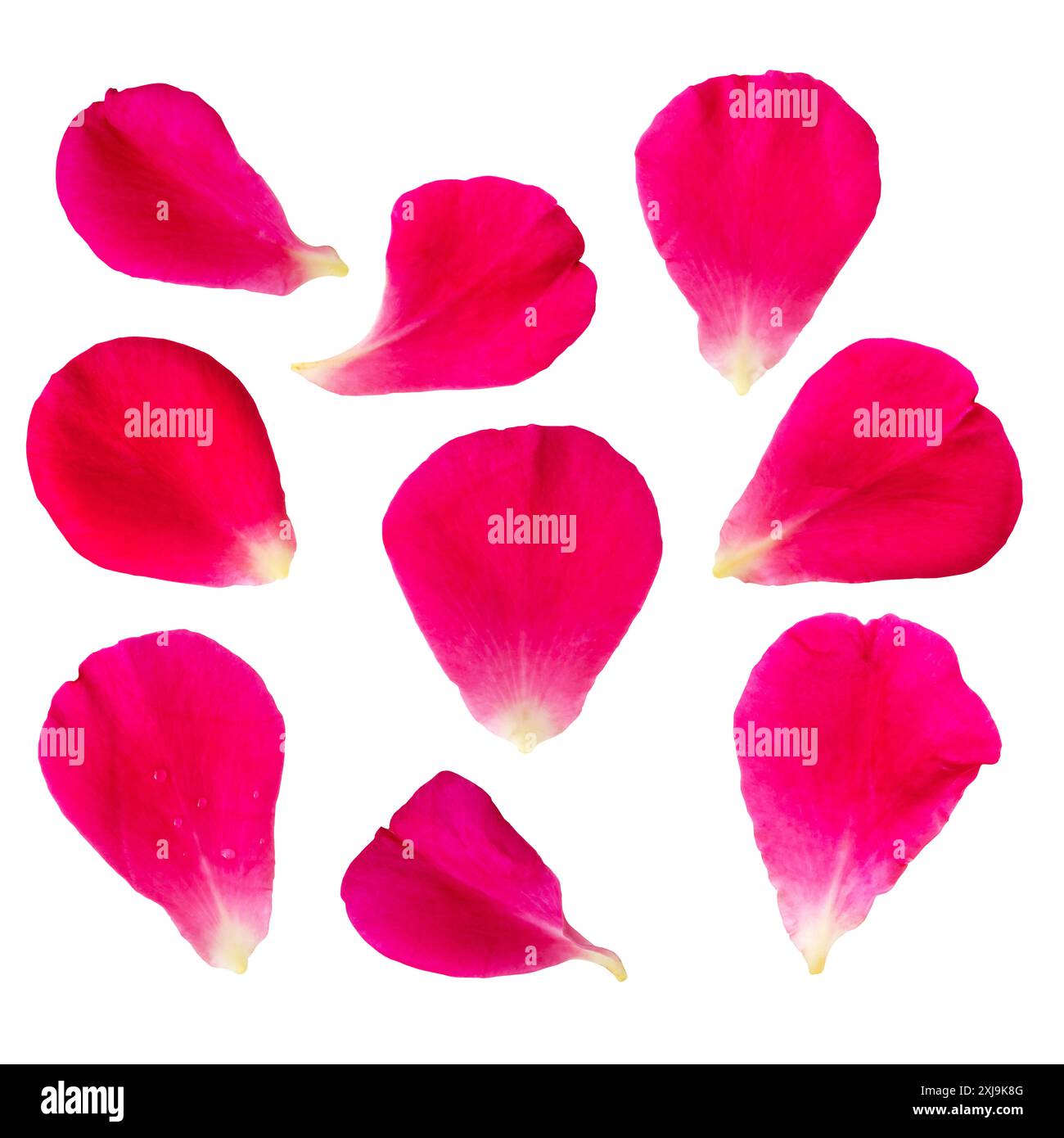 Red rose petals set collection isolated on white background with ...