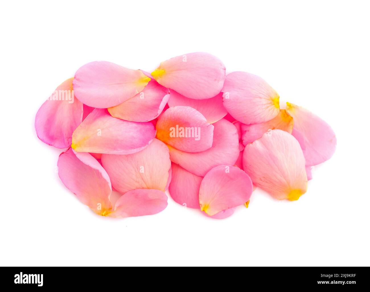 White rose petals top view Cut Out Stock Images & Pictures - Alamy
