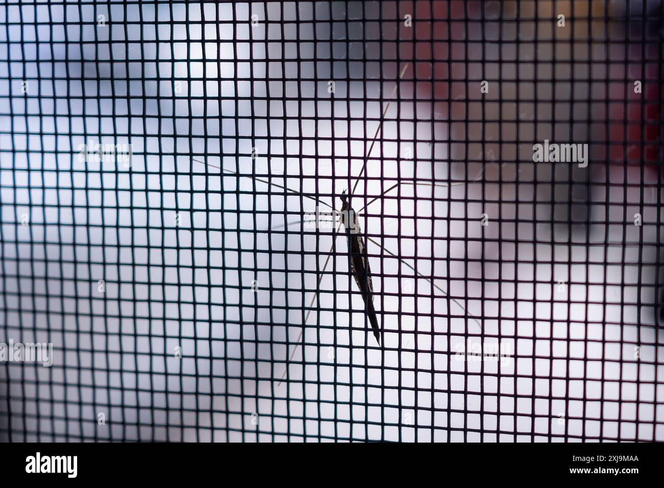 mosquito net wire screen on house window protection against insect ...
