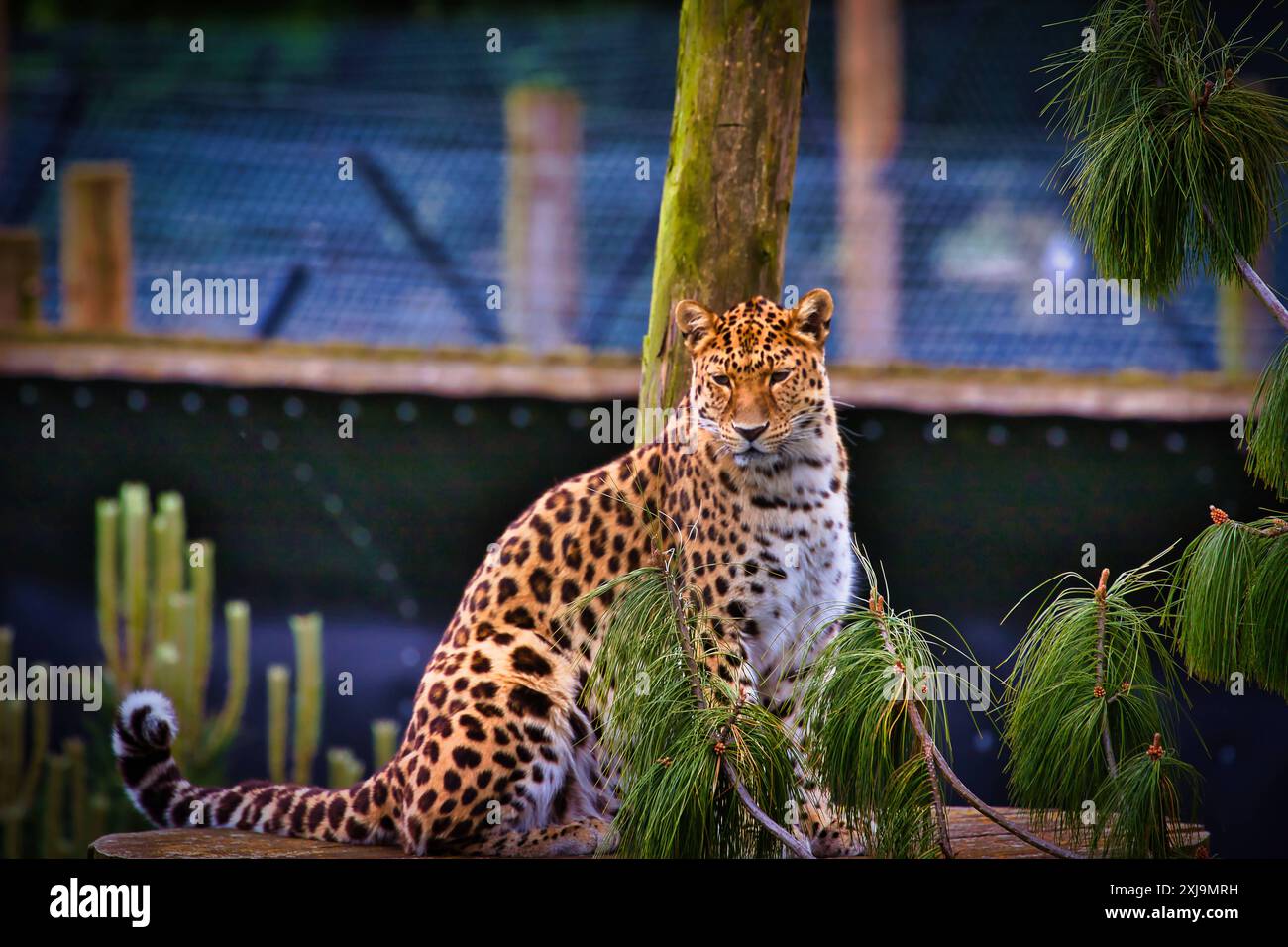 A leopard sitting on a wooden platform surrounded by green foliage in a ...