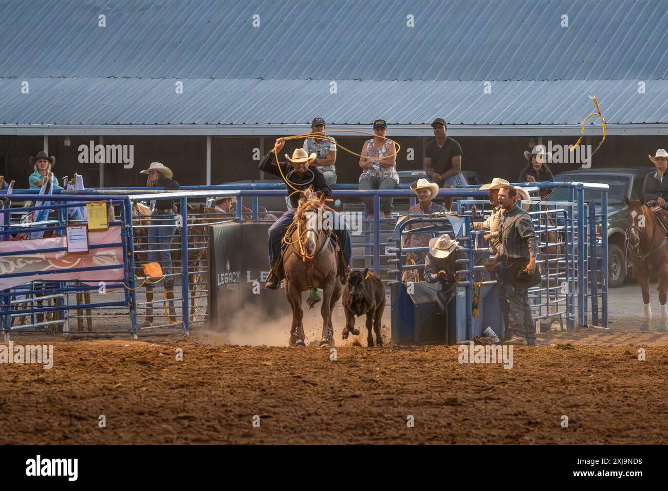 A rodeo cowboy chases the calf in the tie-down roping event in a rodeo ...