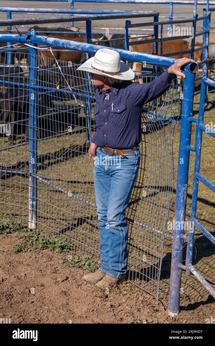 A rodeo livestock wrangler working in the livestock pens before rodeo ...