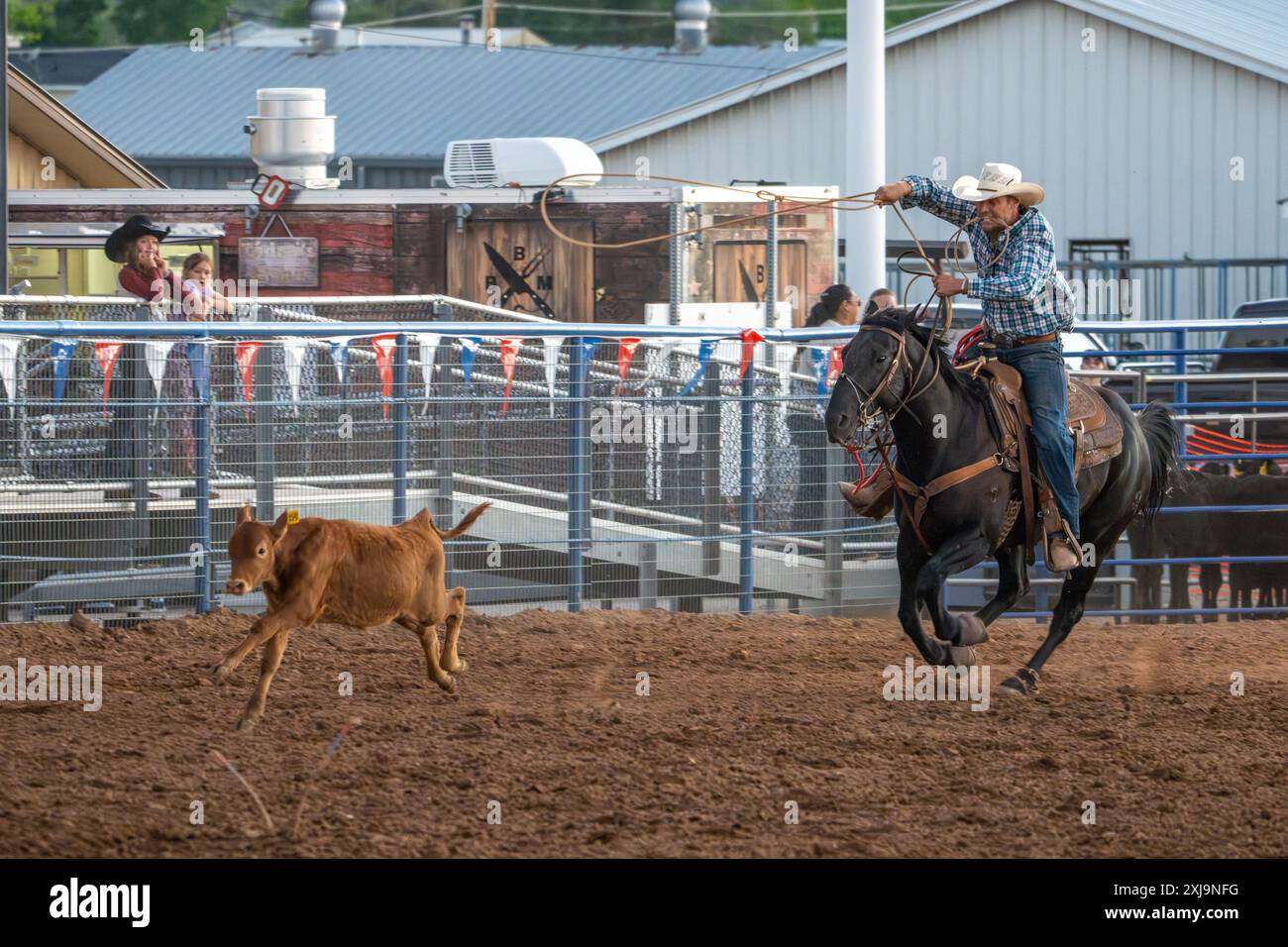 A rodeo cowboy chases the calf in the tie-down roping event in a rodeo ...