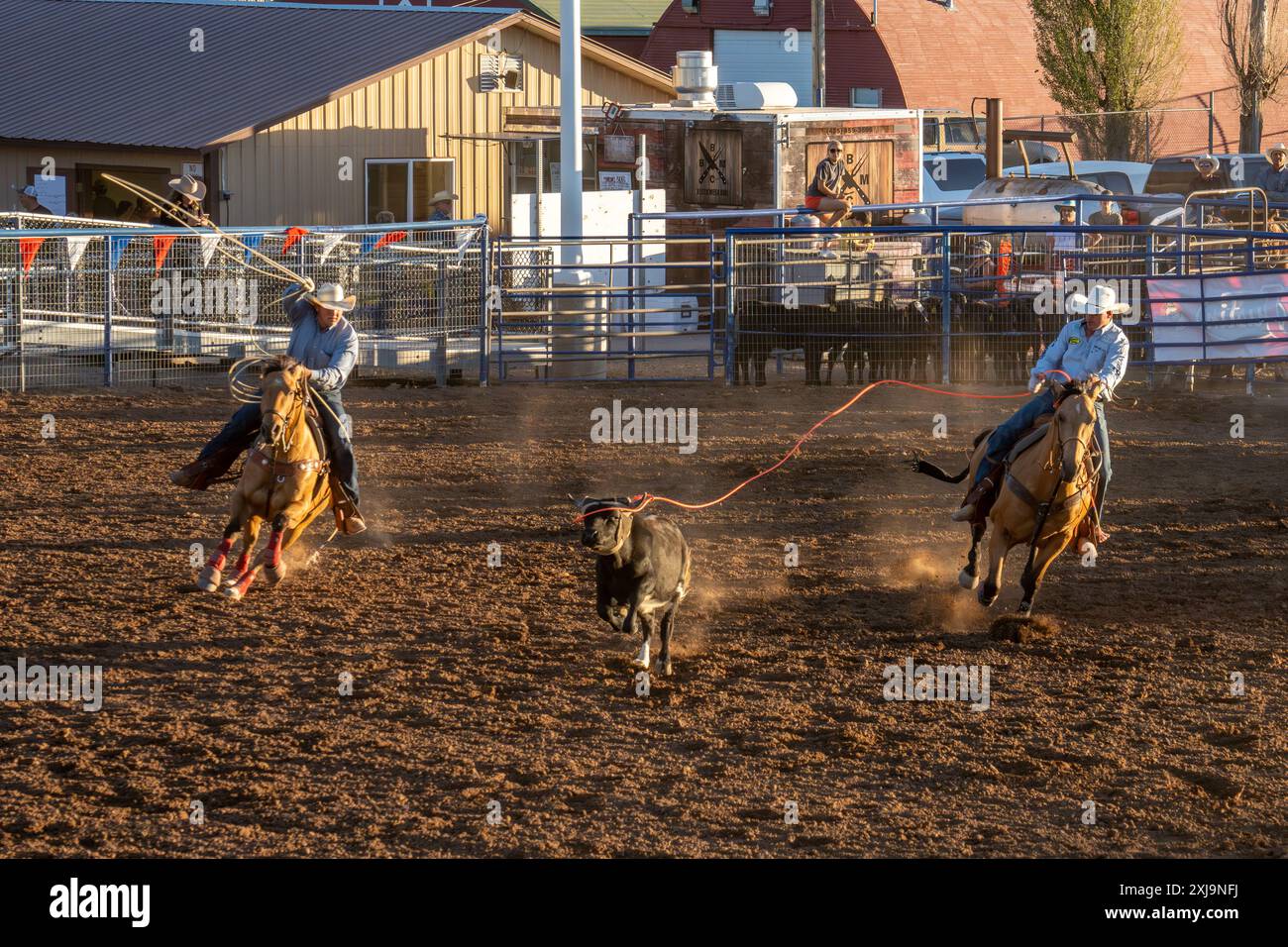 The header successfully drops his loop over the calf's horns in the ...