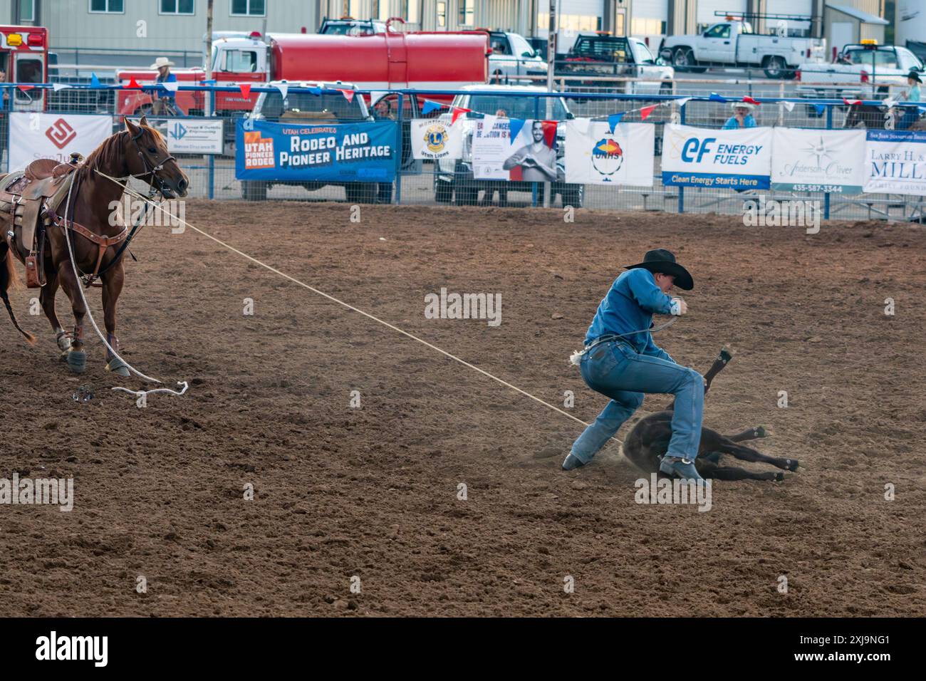 Calf roping tie legs hi-res stock photography and images - Alamy