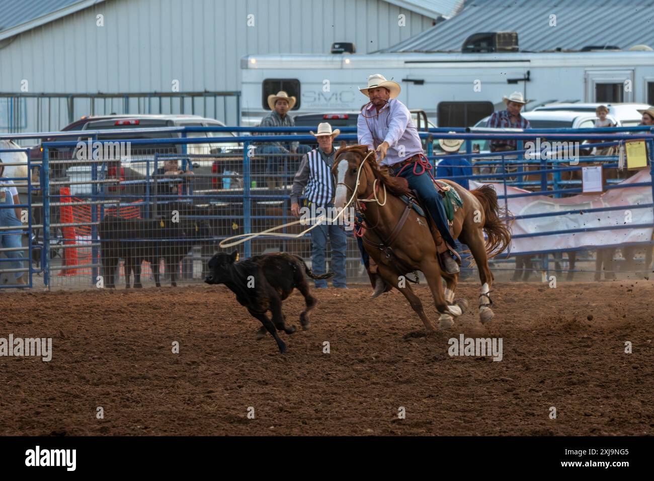 A rodeo cowboy drops the lariat on the calf in the tie-down roping ...