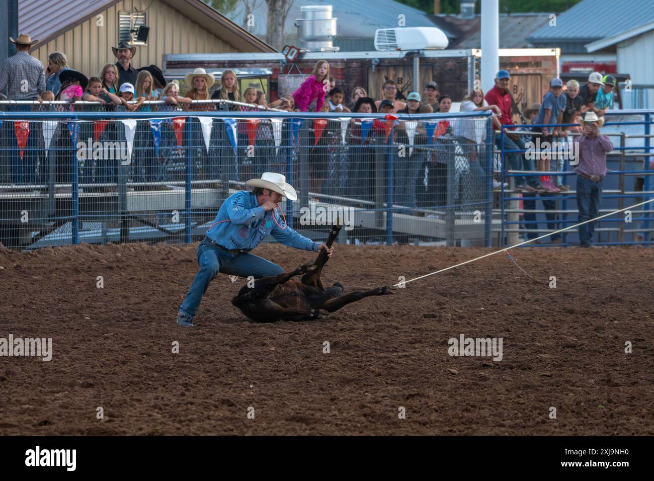 A rodeo cowboy tying the legs of the calf with the pigging string in ...