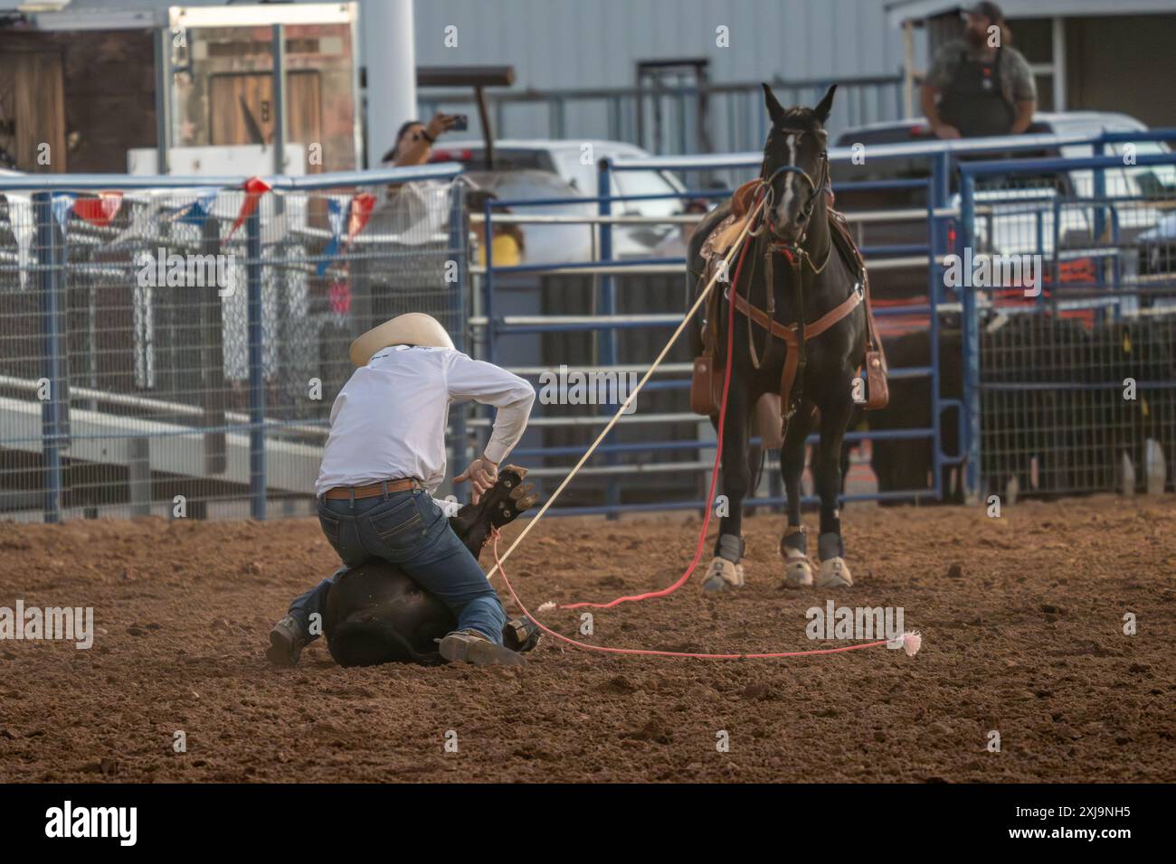 A rodeo cowboy tying the legs of the calf with the pigging string in ...