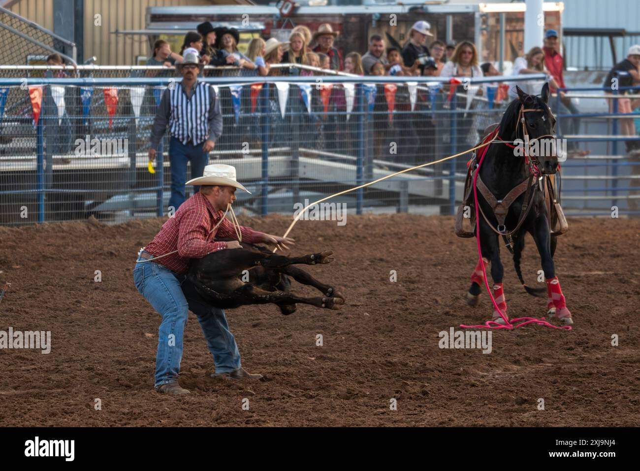 Cowboy flanking calf hi-res stock photography and images - Alamy