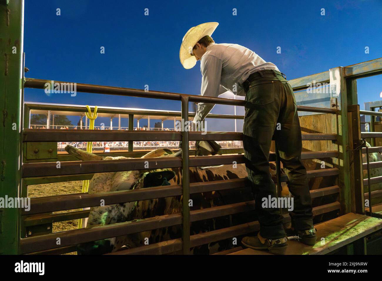 A rodeo cowboy bull rider adjusts his rigging on a bucking bull in the ...