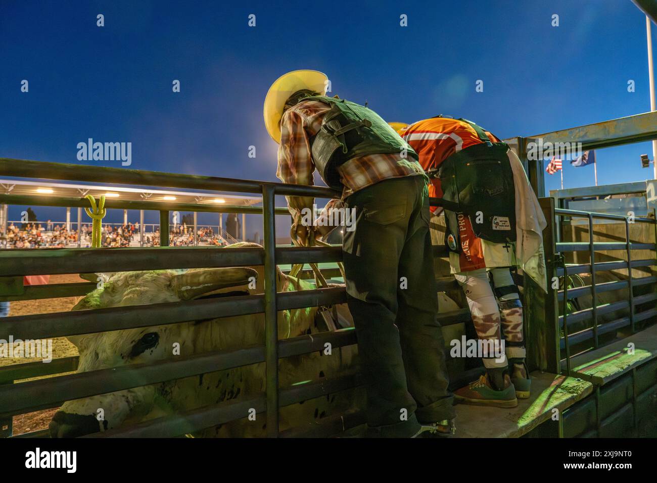 A rodeo cowboy bull rider adjusts his rigging on a bucking bull in the ...