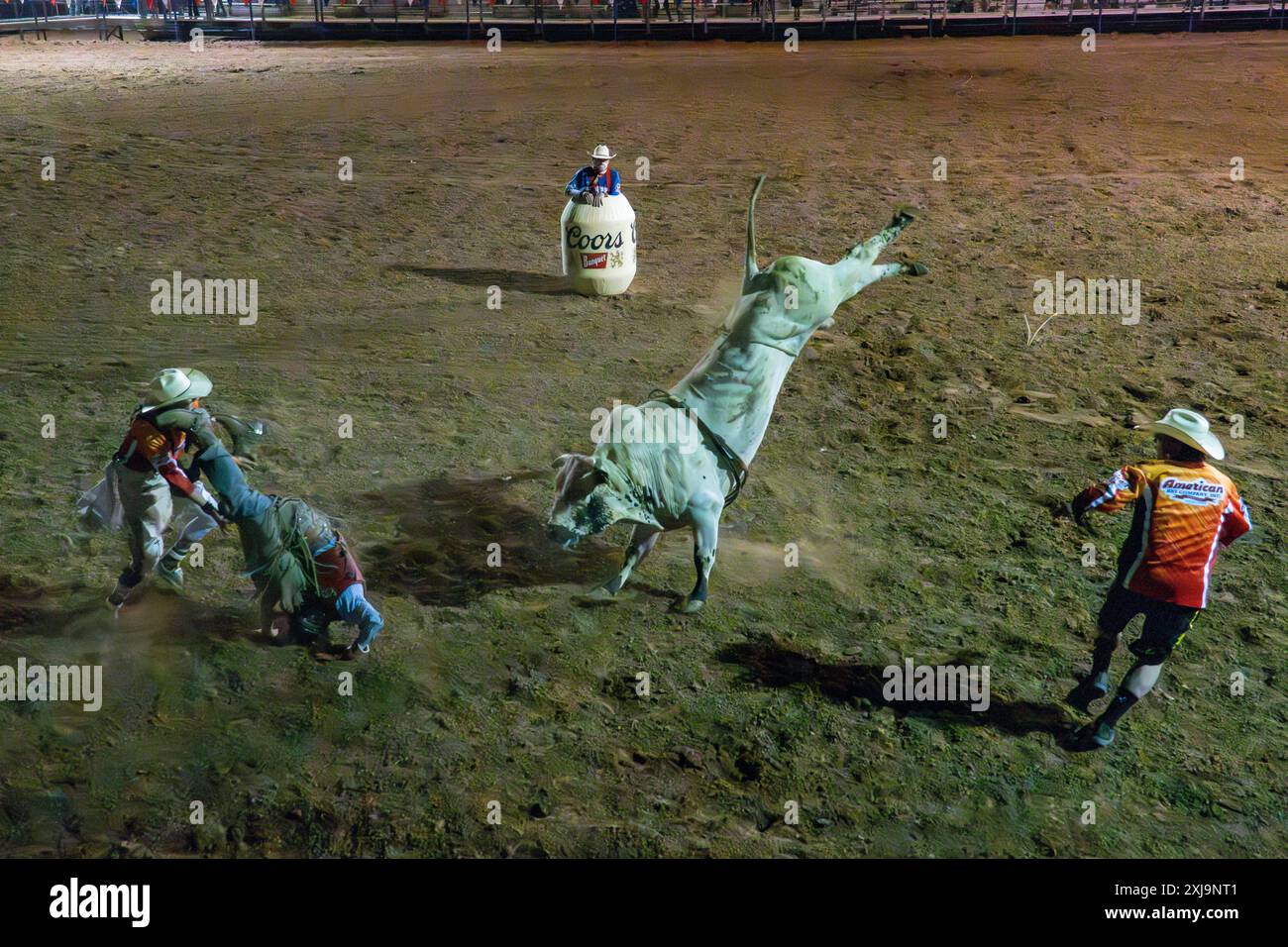 A professional rodeo cowboy gets bucked off a bull the bull riding ...