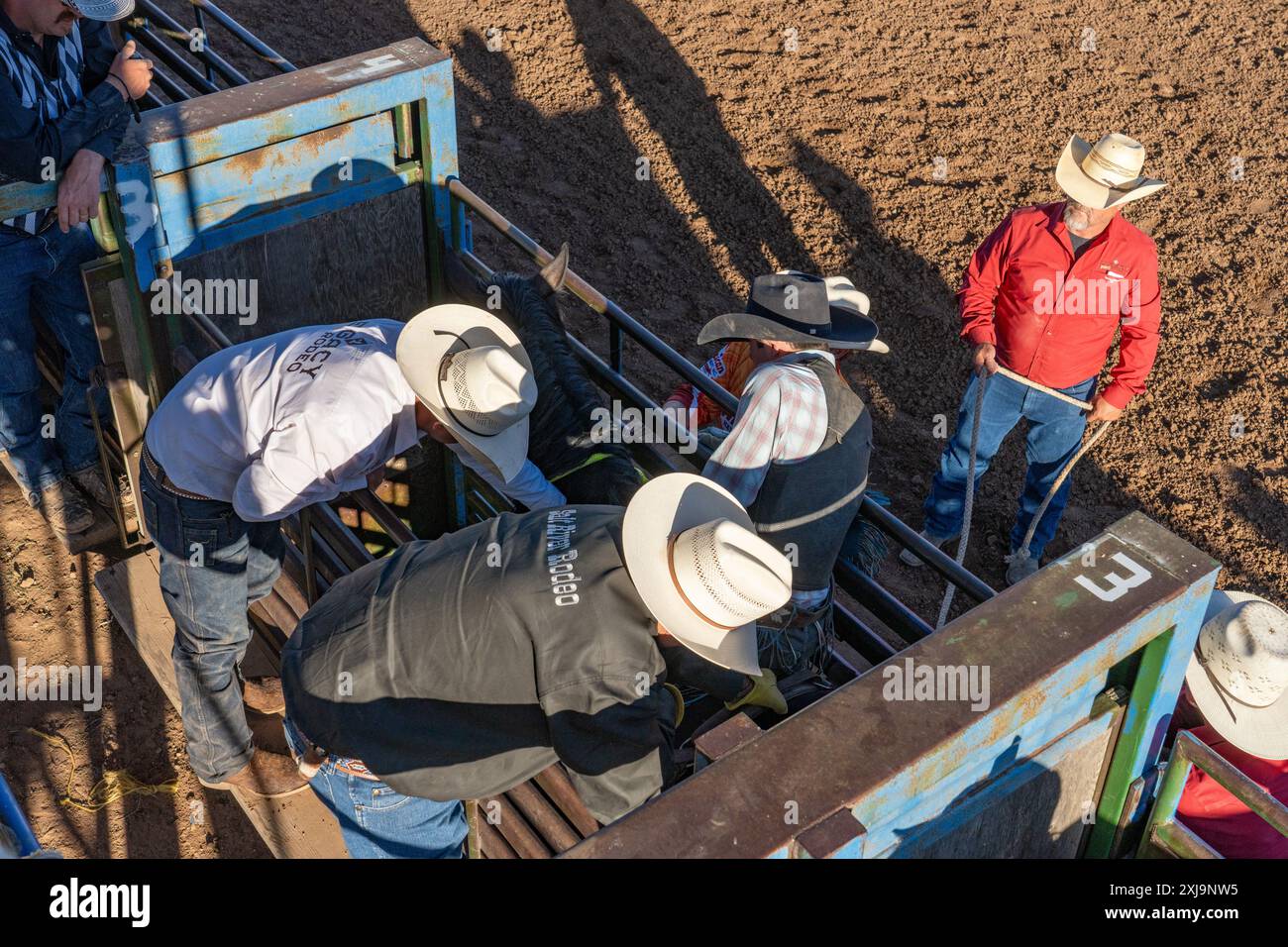 A bareback bronc cowboy climbs down on a bucking horse in the chute ...