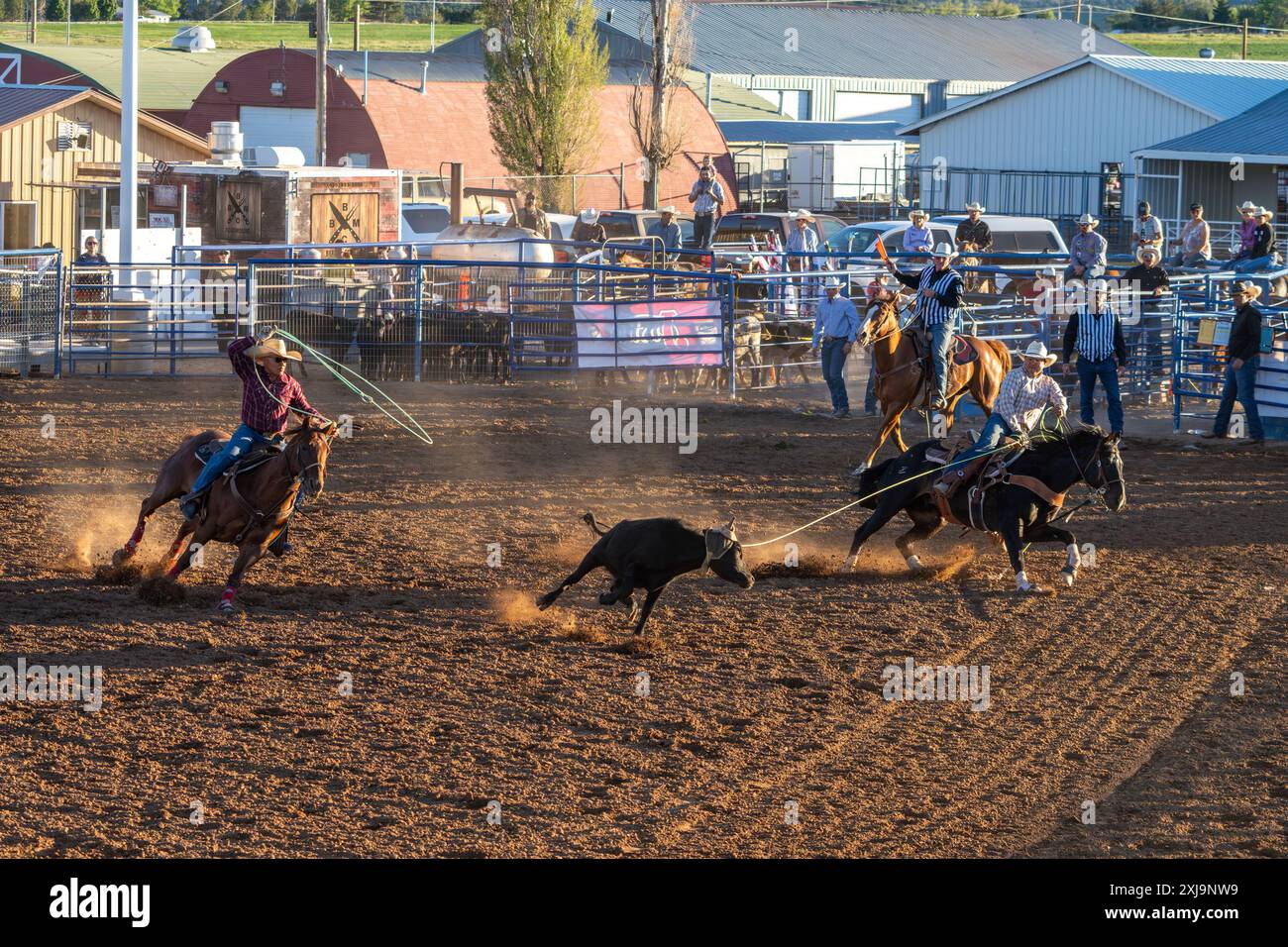 The header successfully drops his loop over the calf's head in the team ...