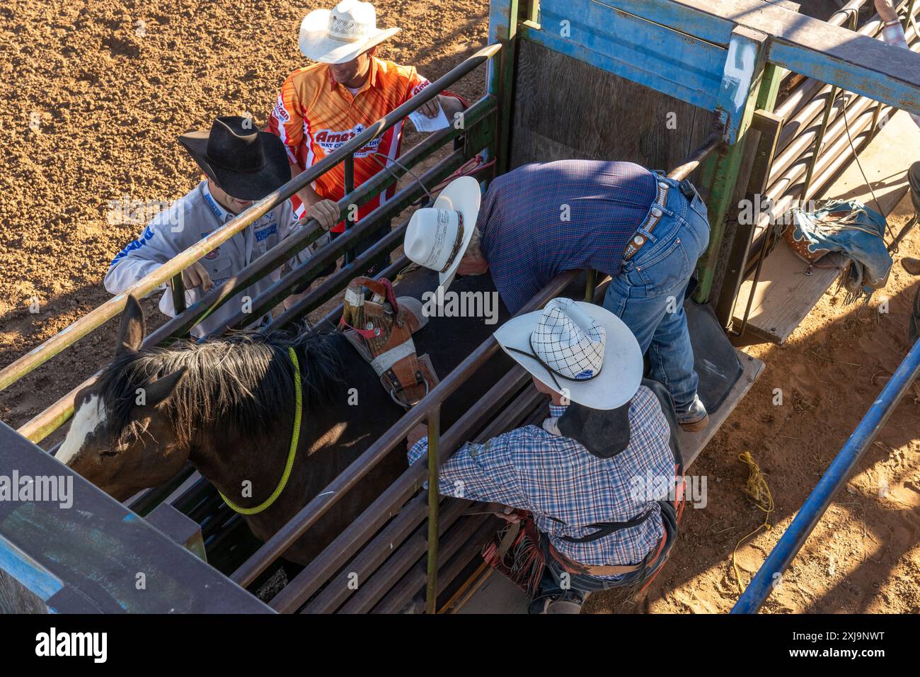 A bareback bronc cowboy puts his bareback rigging on a bucking horse in ...