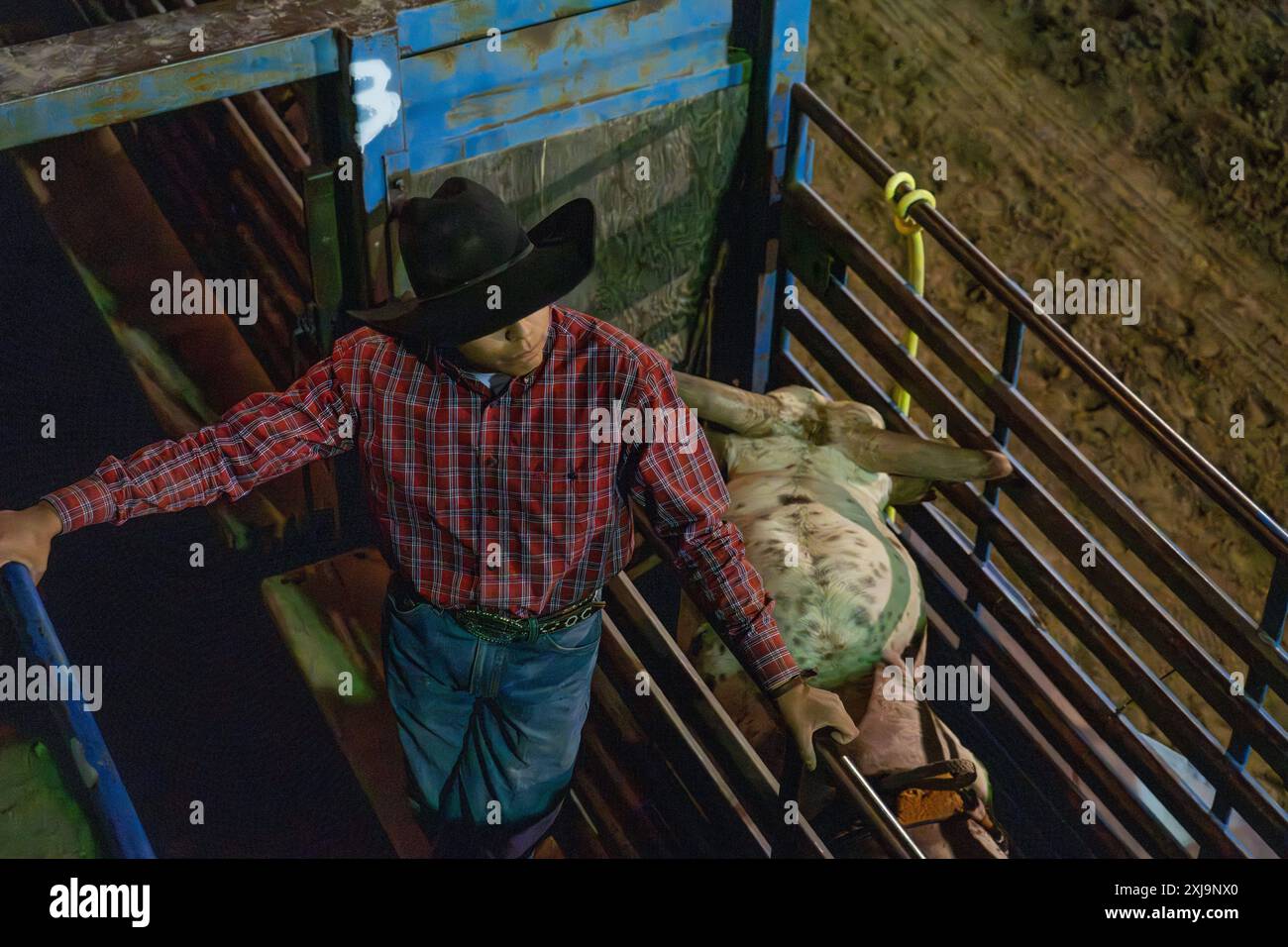 A Navajo cowboy stands beside a Brahman cross-breed bucking bull in a ...