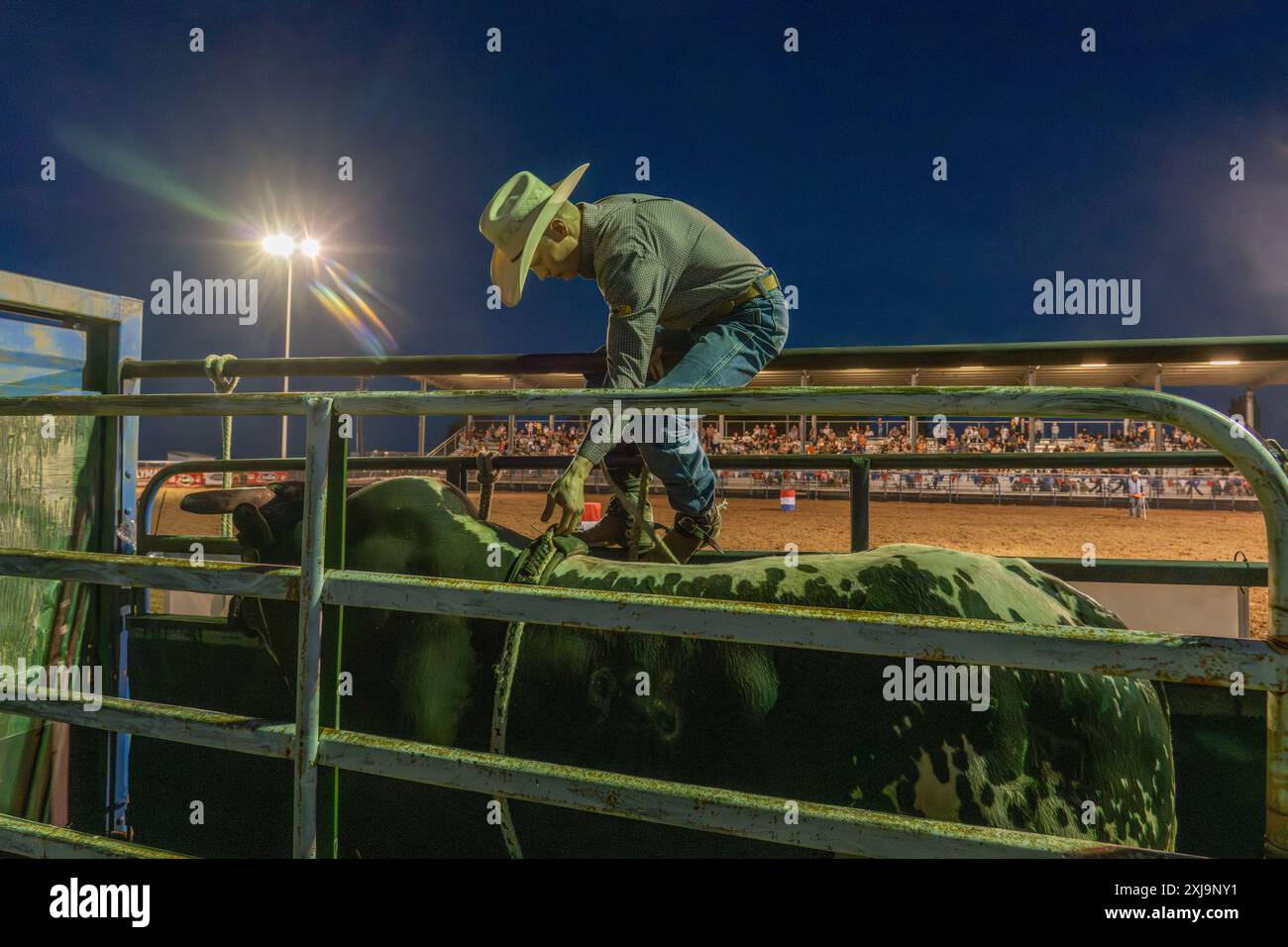 A rodeo cowboy bull rider adjusts his rigging on a bucking bull in the ...
