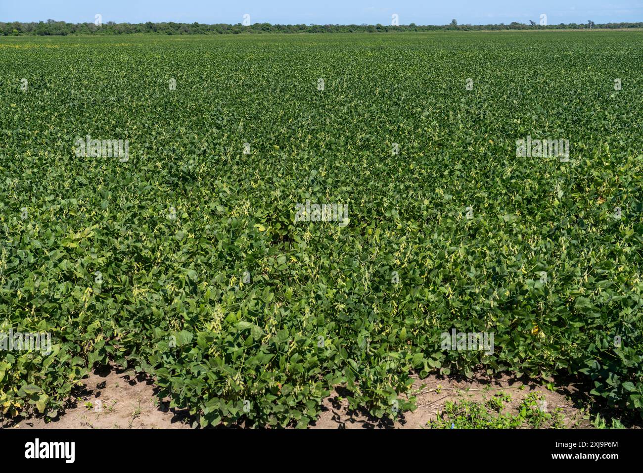 Soy Beans, Glycine max, growing in a farm field in Tucumán Province in Argentina Stock Photo - Alamy