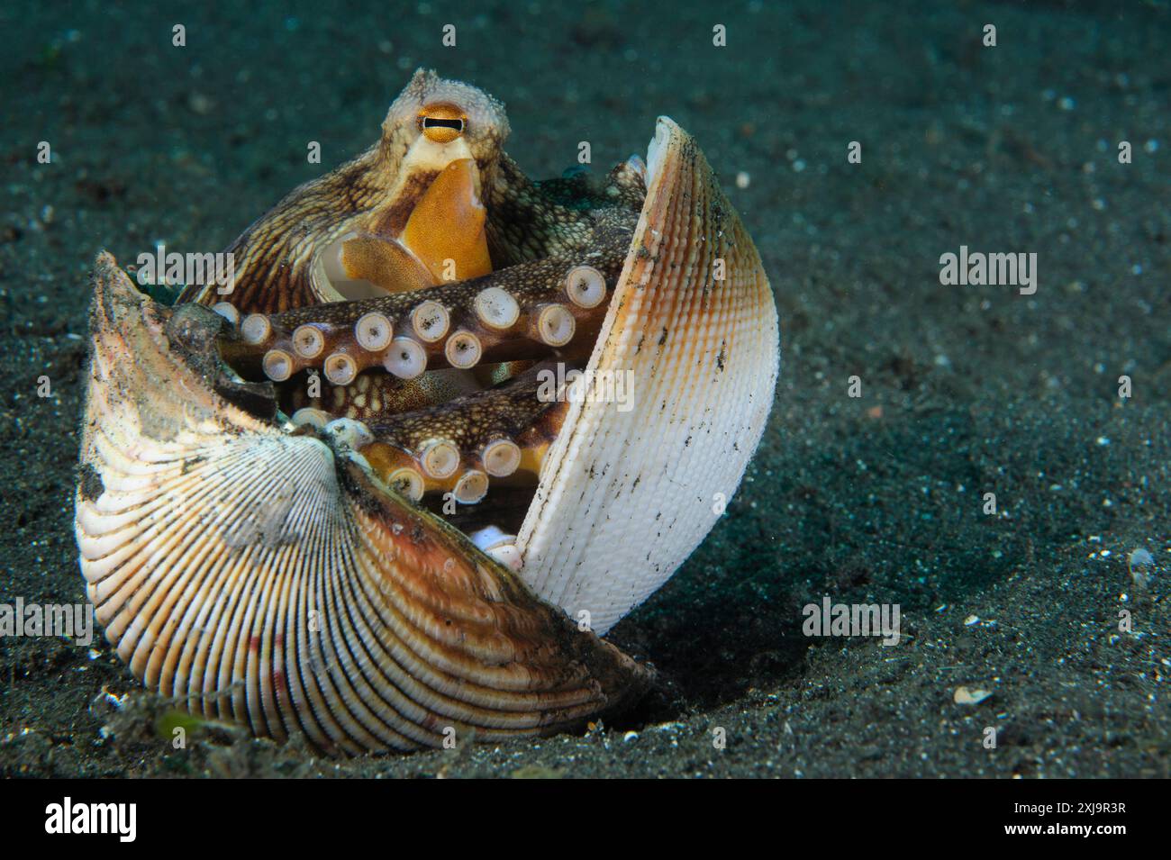 A Coconut Octopus Amphioctopus marginatus, a species that gathers ...