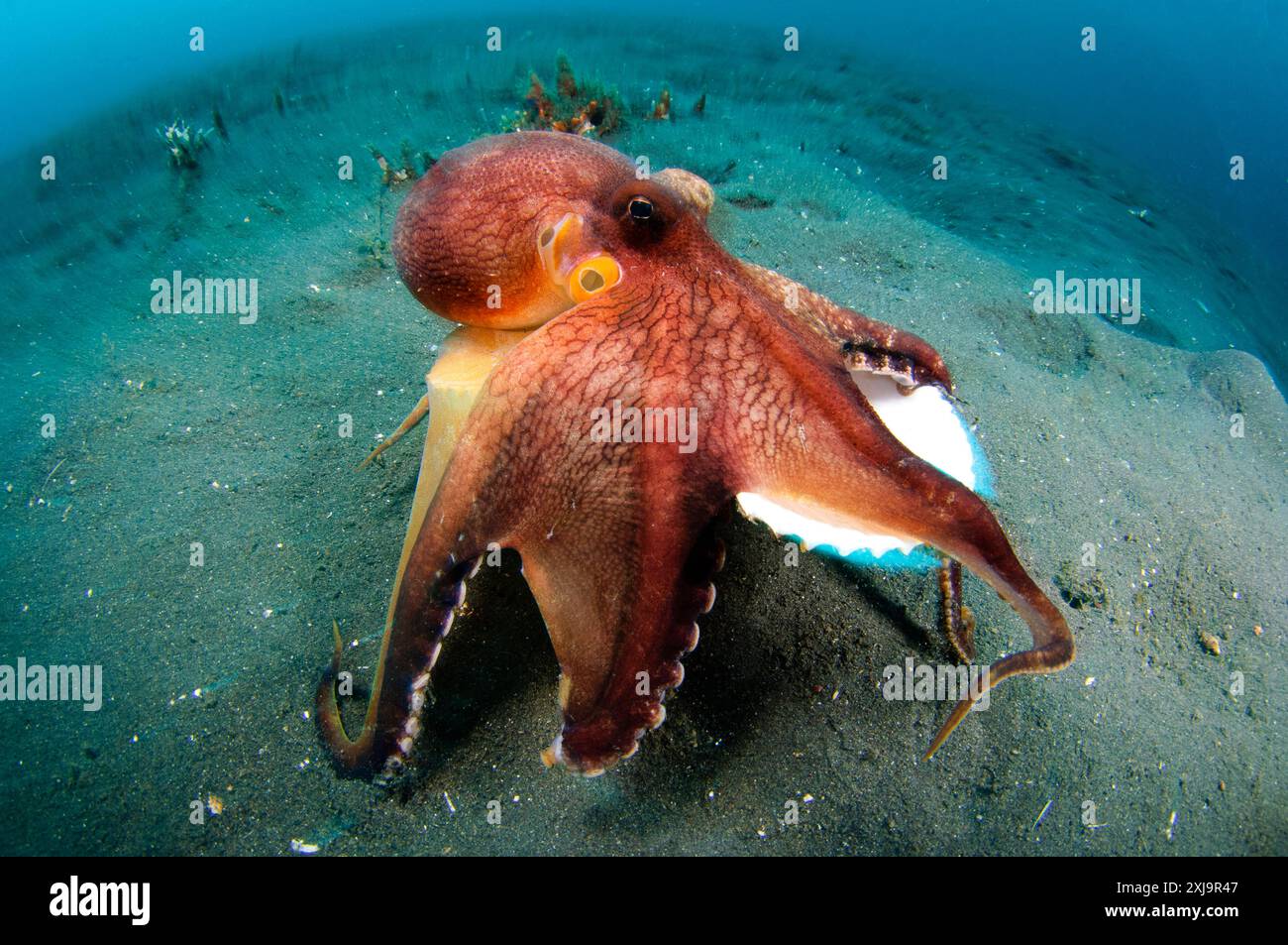 A Coconut Octopus Amphioctopus marginatus, a species that gathers ...