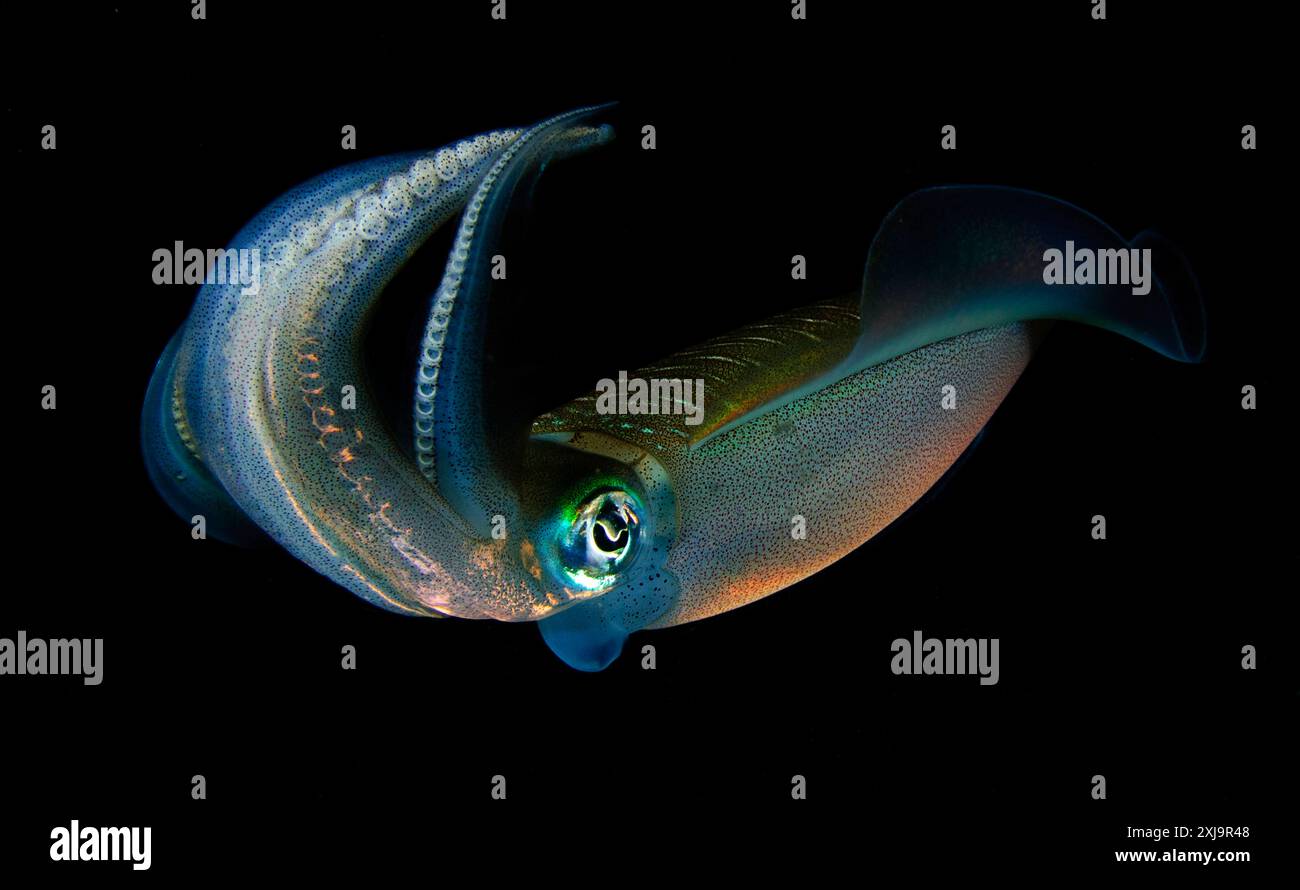 Bigfin reef squid Sepioteuthis lessoniana, tending eggs which have been ...