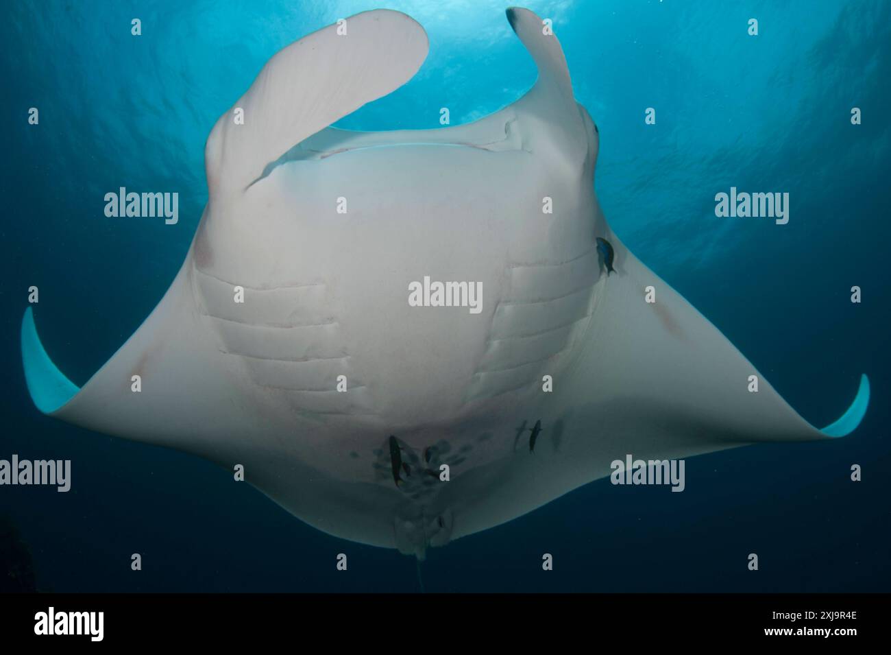 Mobula ray bioluminescence hi-res stock photography and images - Alamy