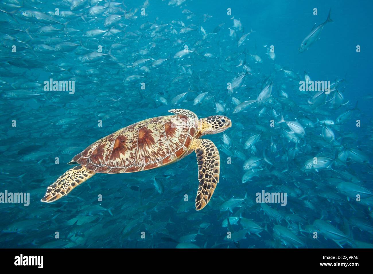 A green sea turtle and schooling bigeye jacks, Sipadan Island, Malaysia ...