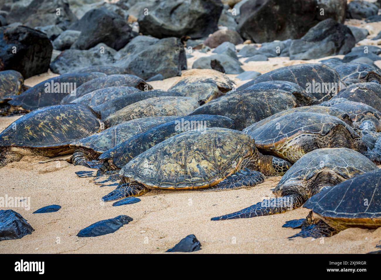 Okipa hi-res stock photography and images - Alamy