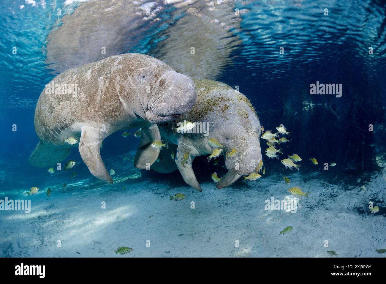 Endangered florida manatee three hi-res stock photography and images ...