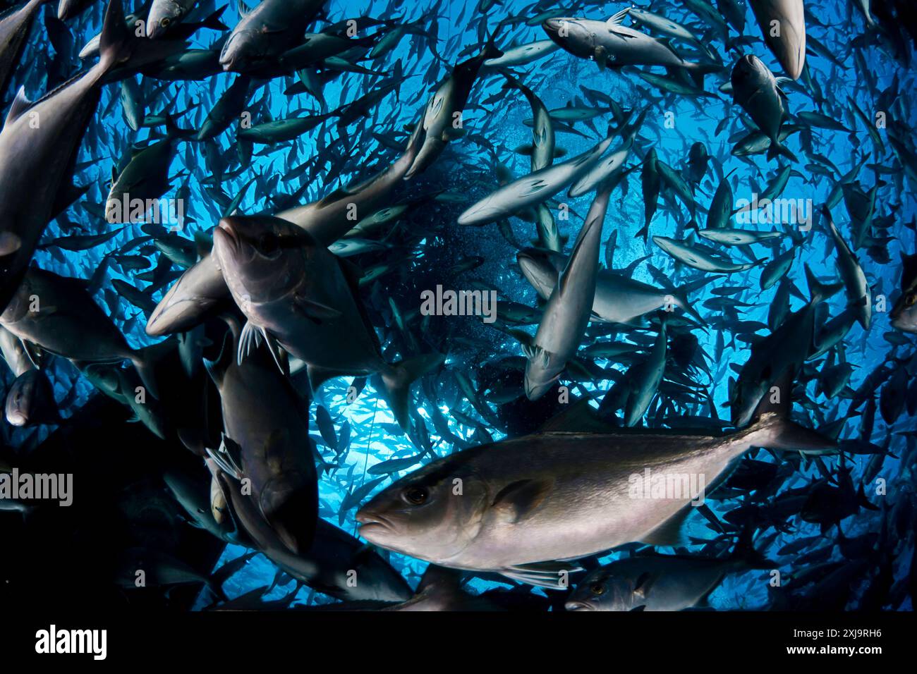 Almaco jack Seriola rivoliana, in the pen at a fish farm off The Big ...