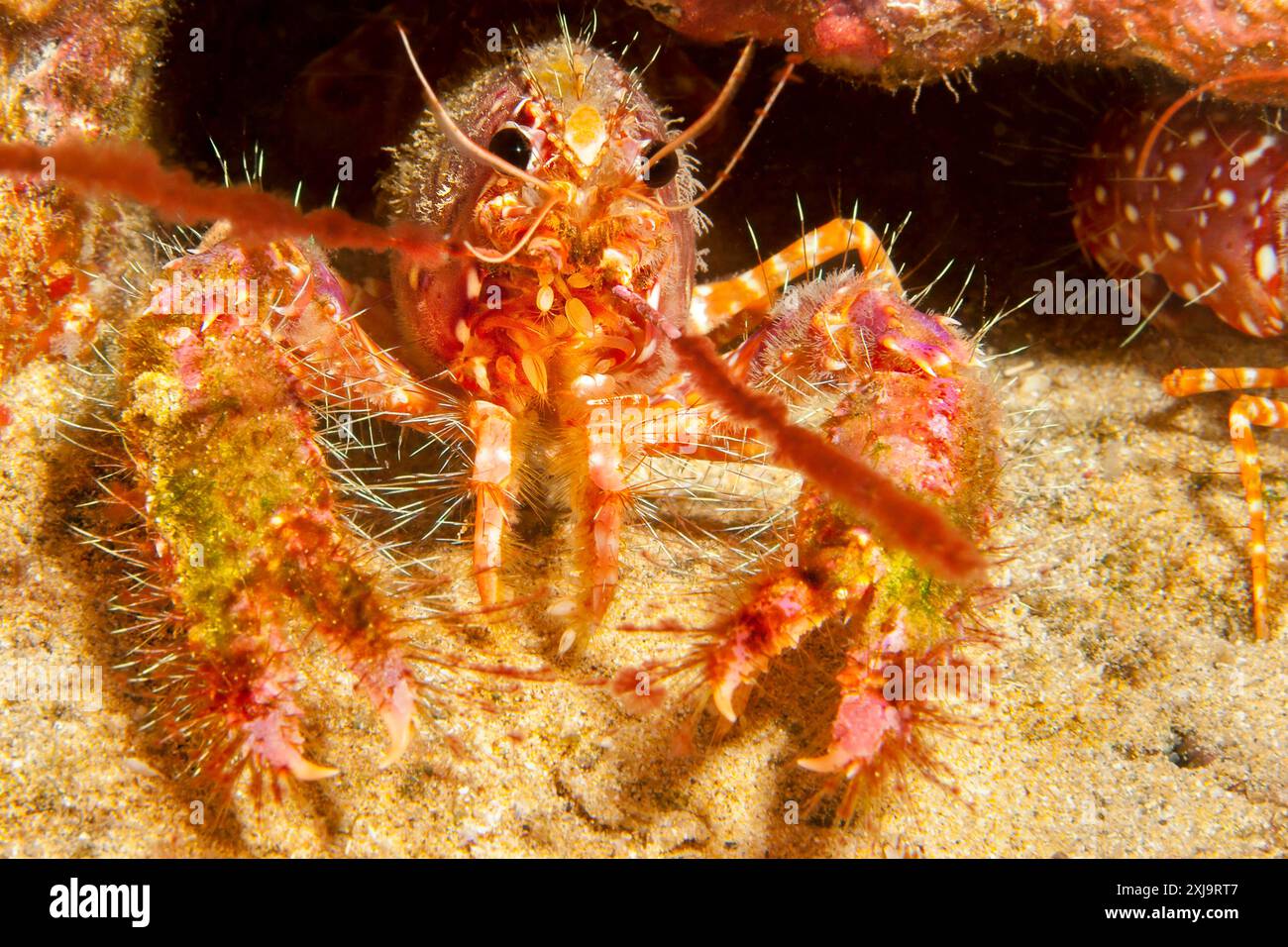 The shell of Hawaiian reef lobster Enoplometopus occidentalis, covered ...