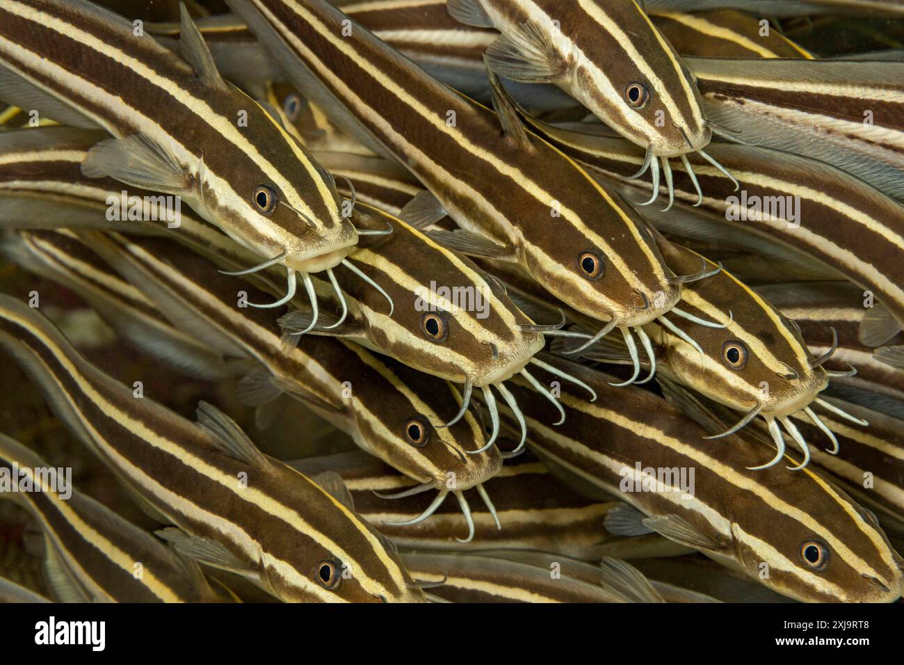Catfish behavior hi-res stock photography and images - Alamy