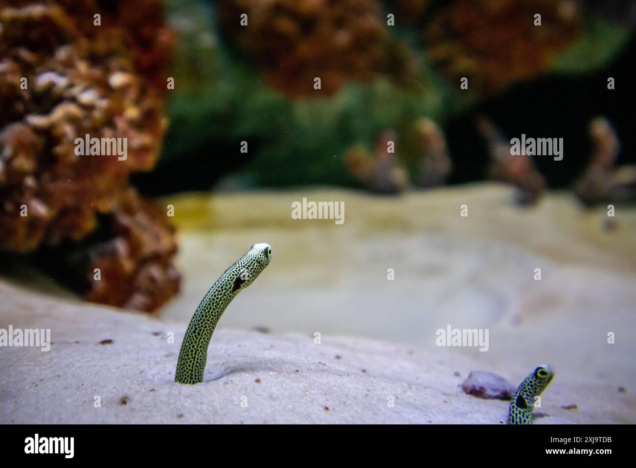 Snake hiding spot hi-res stock photography and images - Alamy