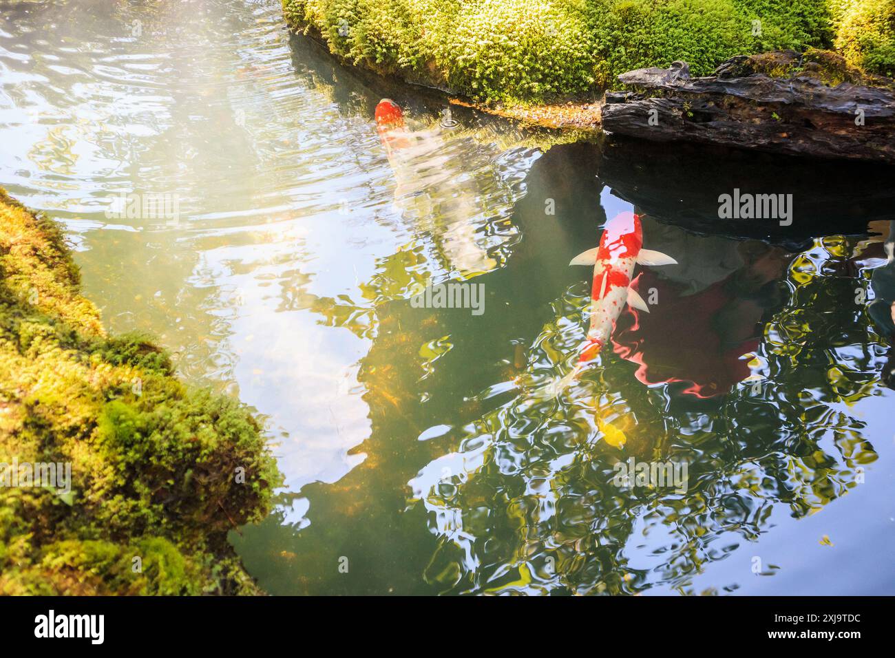 Colorful fishes backyard pond garden hi-res stock photography and ...