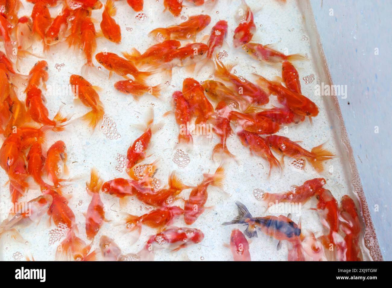 Gold fish aquarium top view hi-res stock photography and images - Alamy