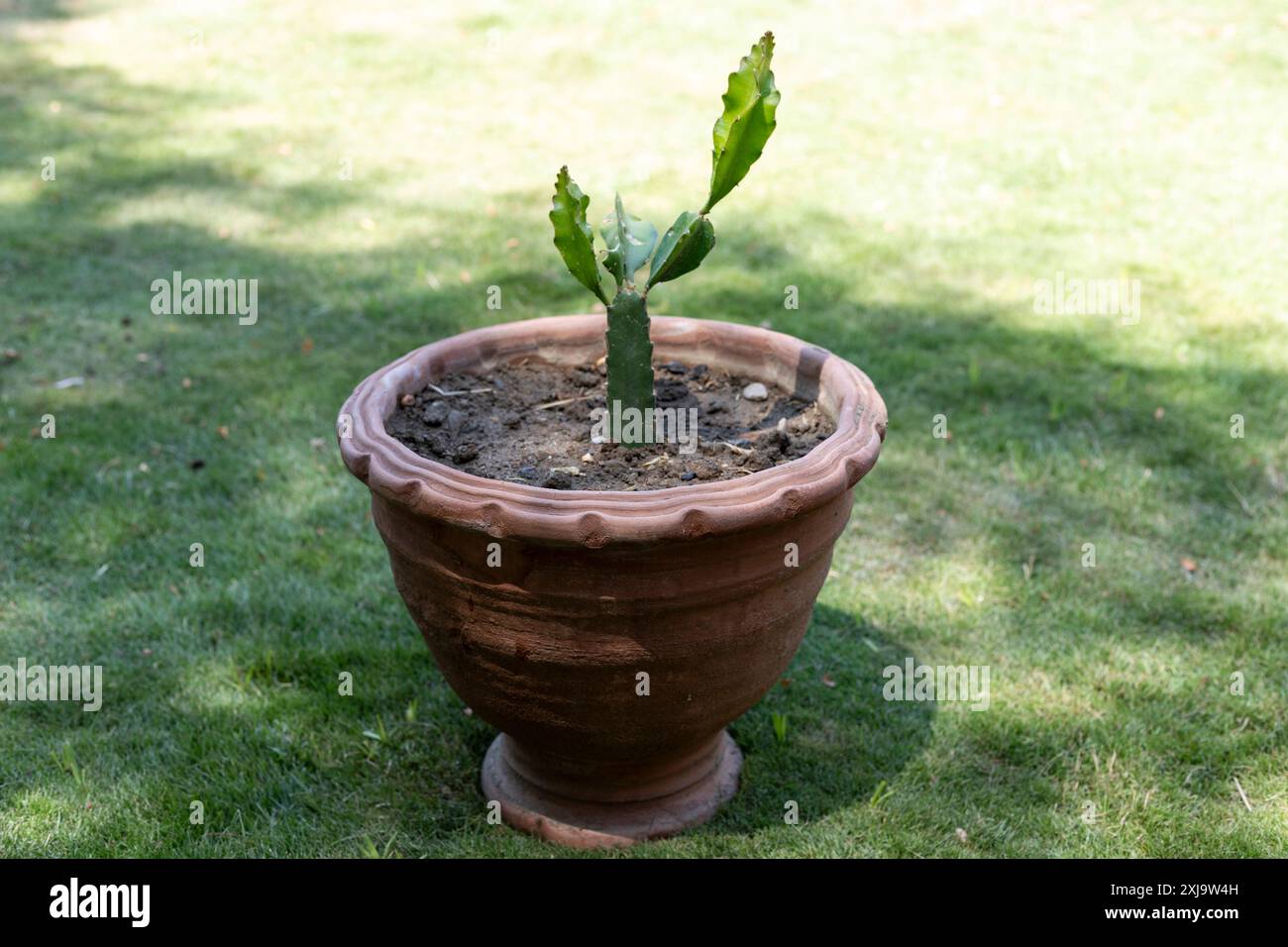 Pitahaya cactus in a pot hi-res stock photography and images - Alamy