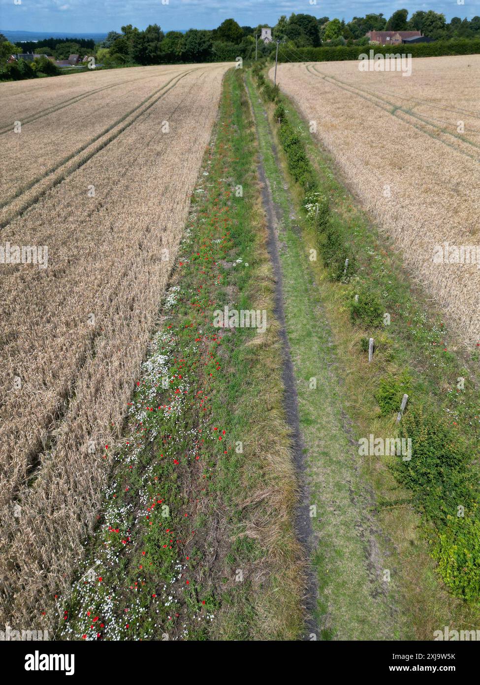Poppies and wother wild flowers growning in an arable margin by a ...