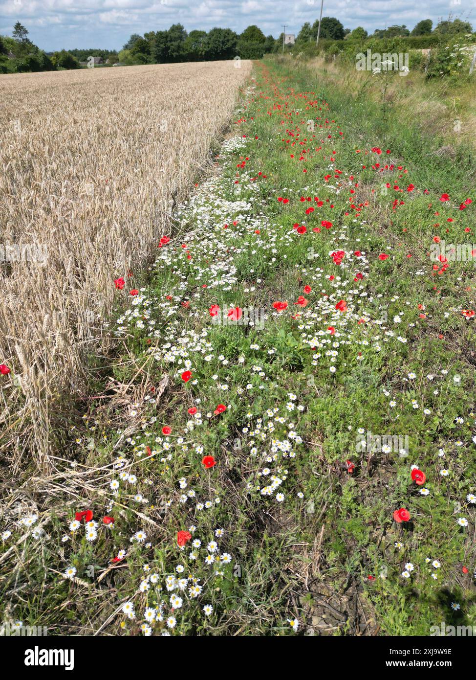 Poppies and wother wild flowers growning in an arable margin by a ...