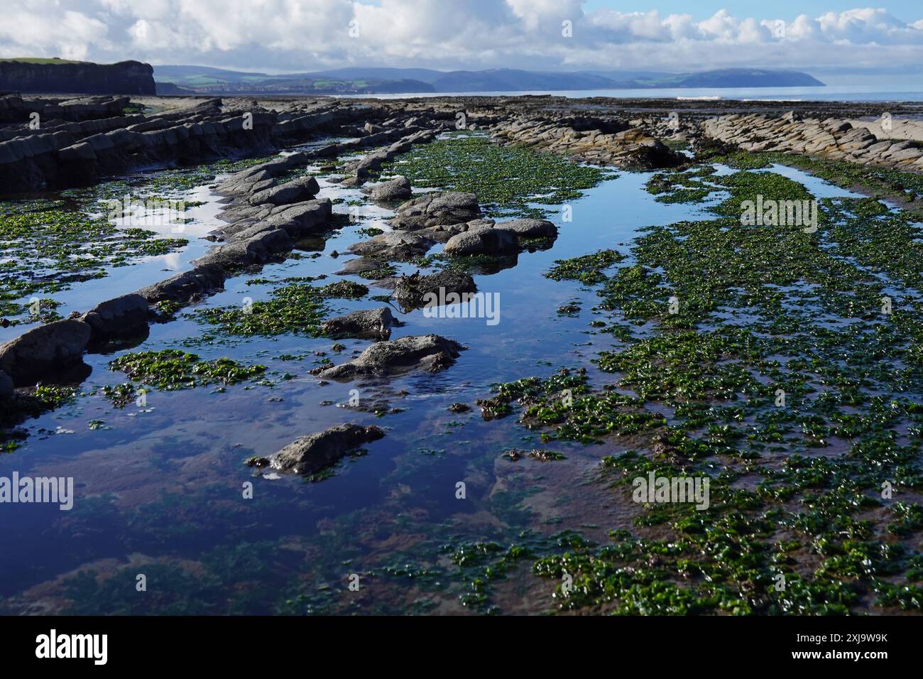 The intertidal zone of the Quantock Coast, containing an abundance of ...