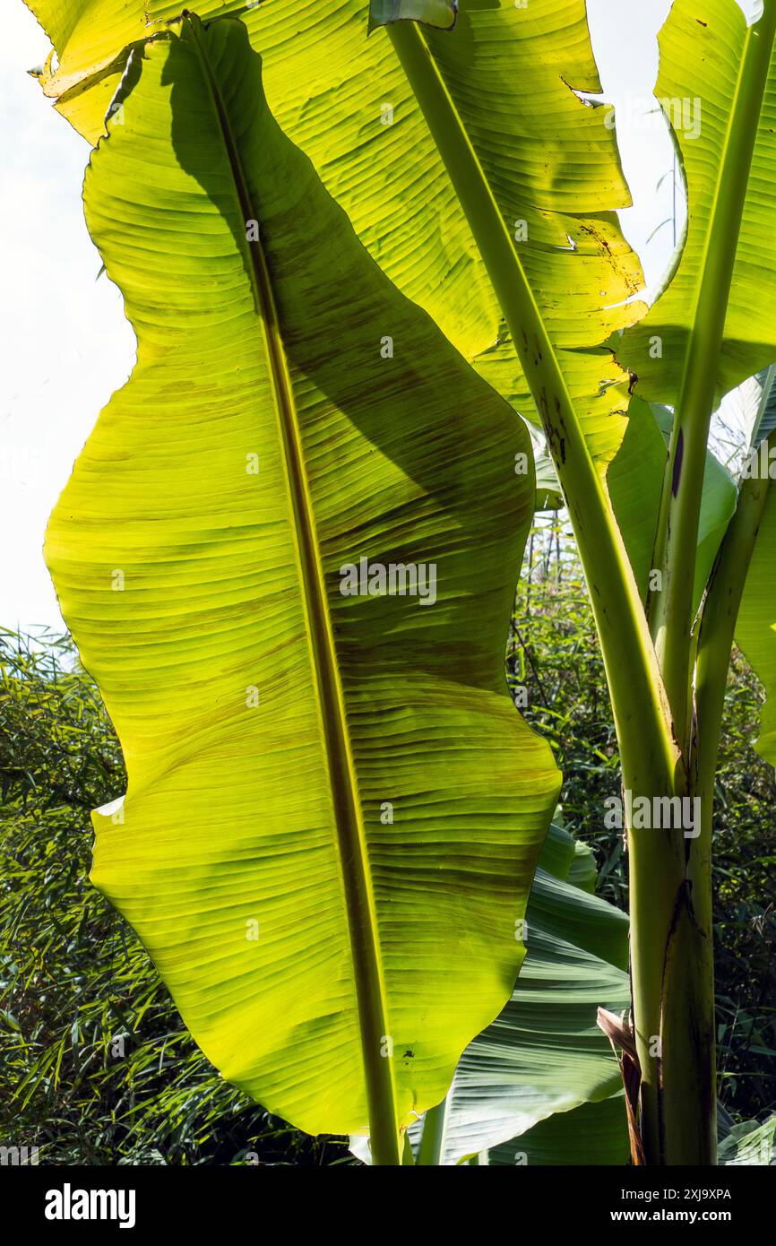 RHS Harlow Carr gardens Harrogate North Yorkshire UK Stock Photo - Alamy
