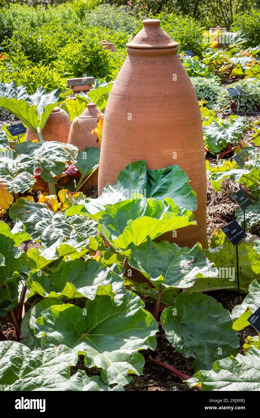 Rhubarb cloche in the kitchen garden at RHS Harlow Carr gardens ...