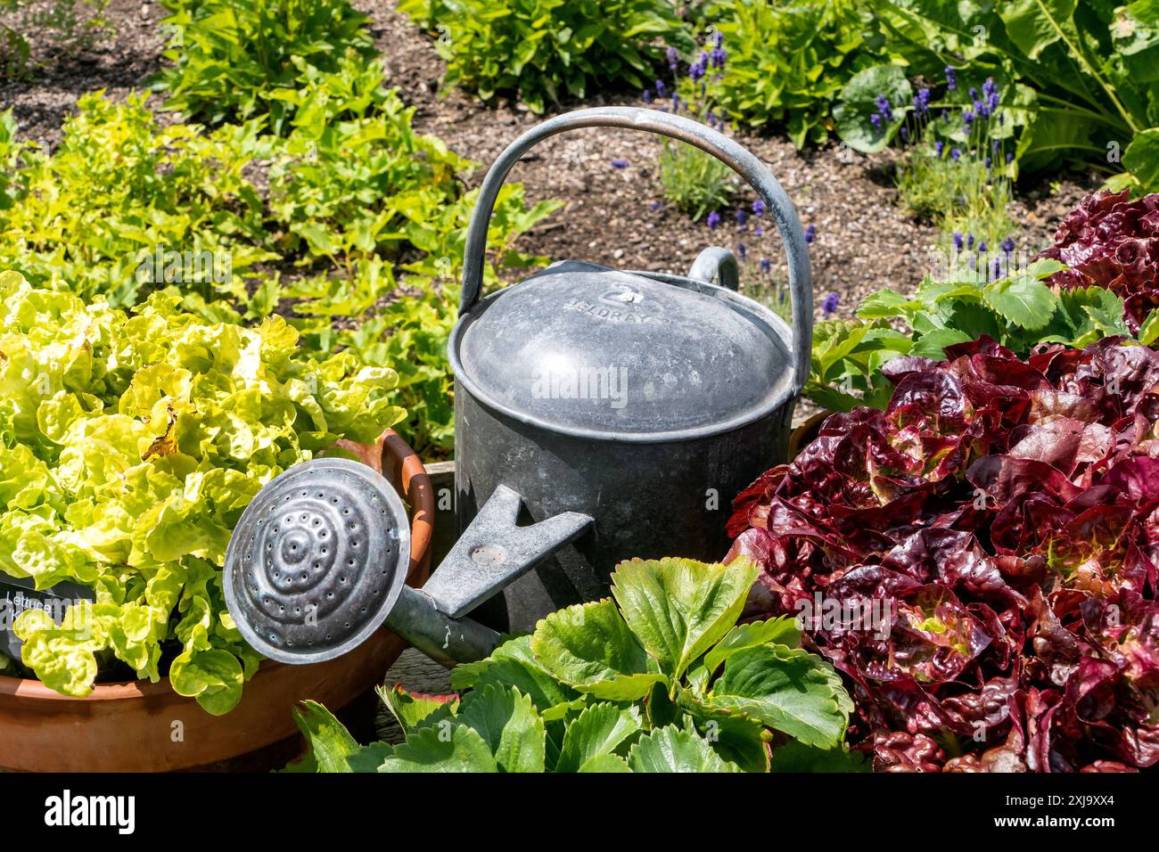 Watering can in kitchen garden at the RHS Harlow Carr gardens Harrogate ...