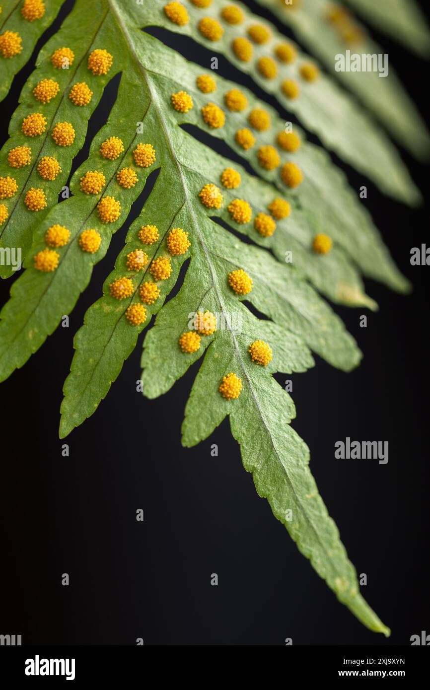 Leaf of a young fern with yellow spore balls on its underside ...